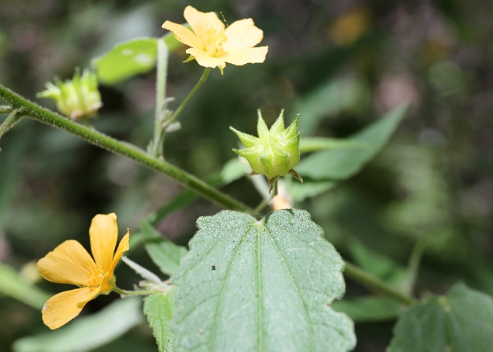 North Queensland Plants - Malvaceae